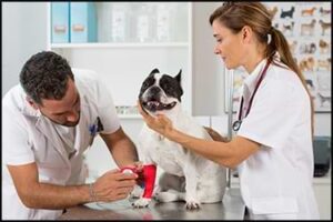 Rabies Titer Test - Travel With Dogs And Cats - Pets2Fly