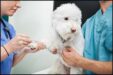 Rabies Titer Test - Travel With Dogs And Cats - Pets2Fly