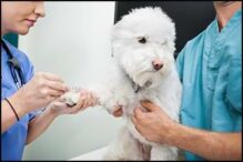 Rabies Titer Test - Travel With Dogs And Cats - Pets2Fly